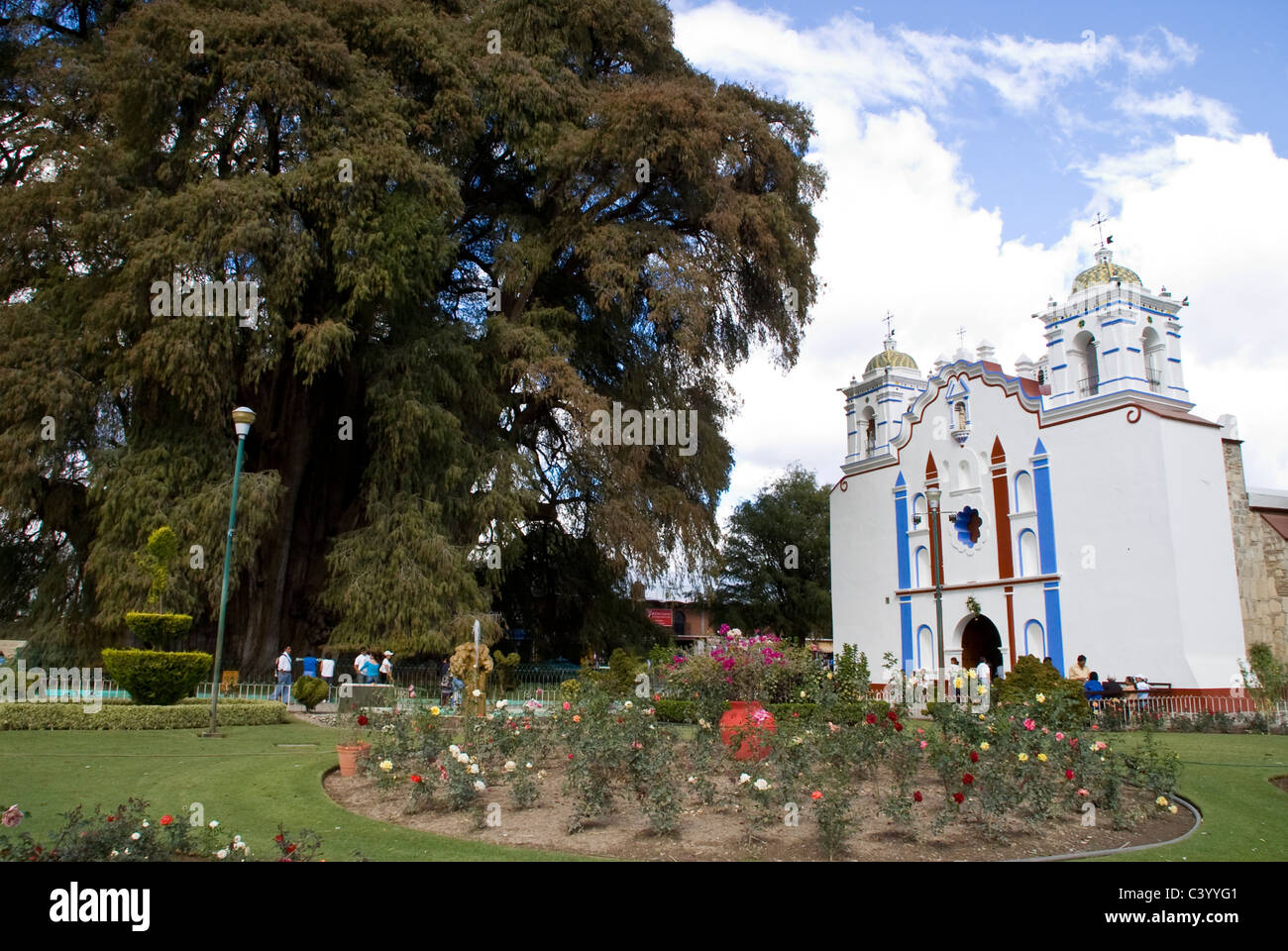 Santa Maria of the Tule. Church and the Tree of Tule Stock Photo - Alamy
