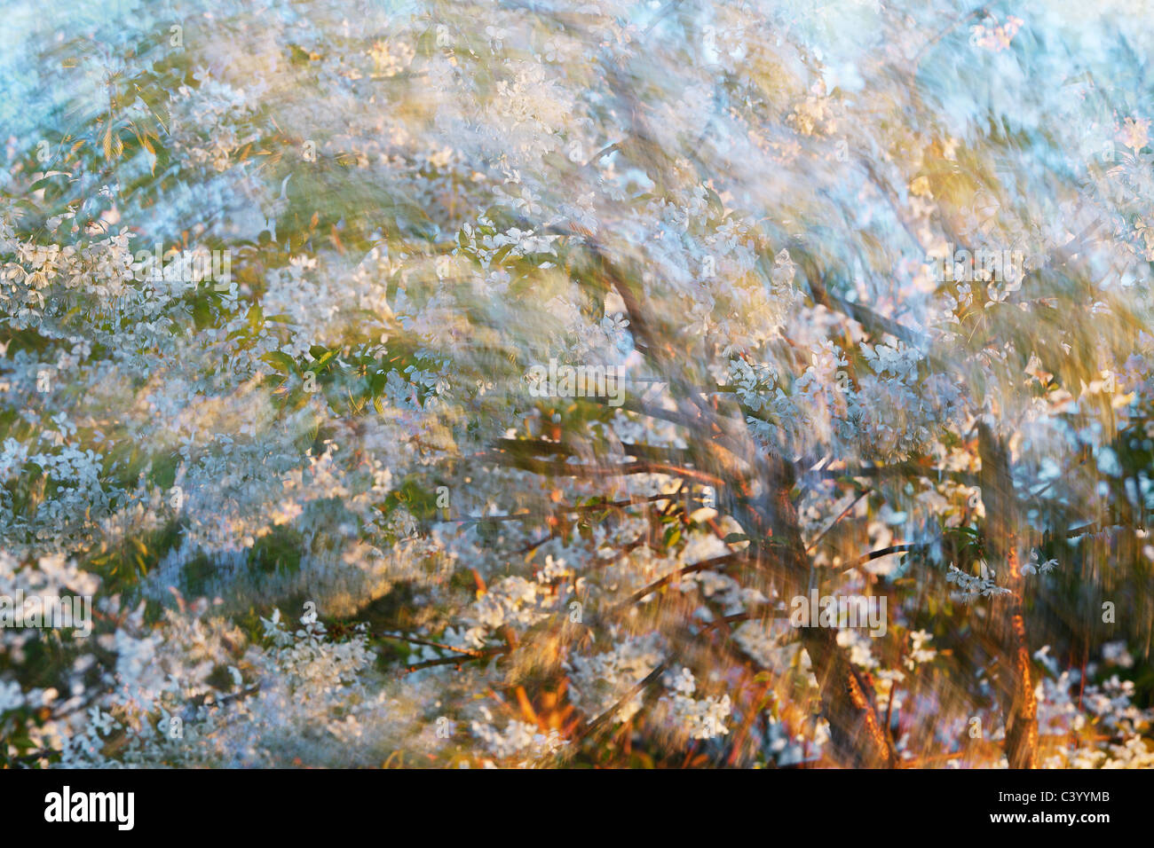 Wind blown spring blossoms in Yorkshire Stock Photo - Alamy