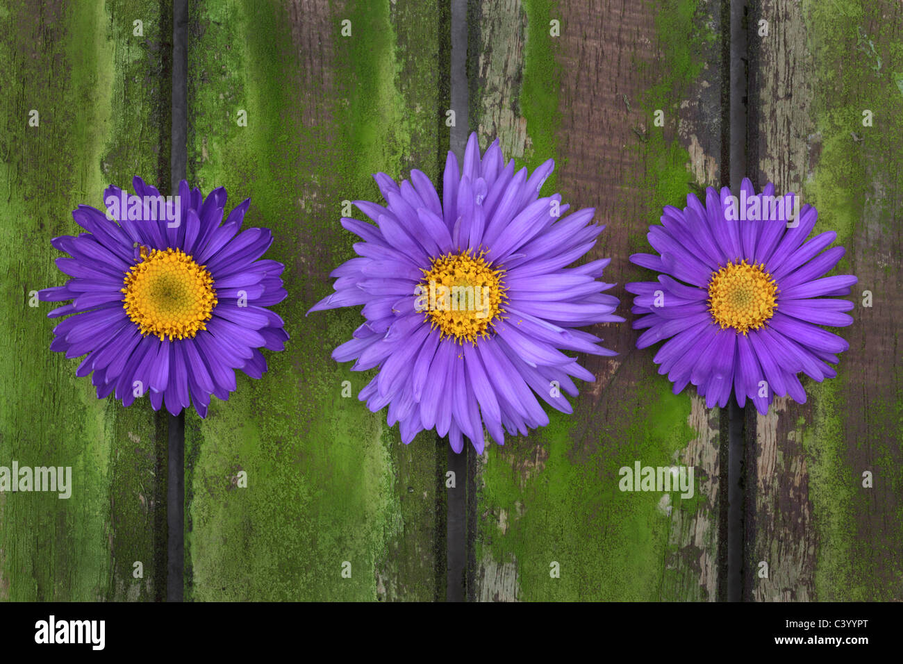 Three purple mums on a weathered garden table Stock Photo - Alamy