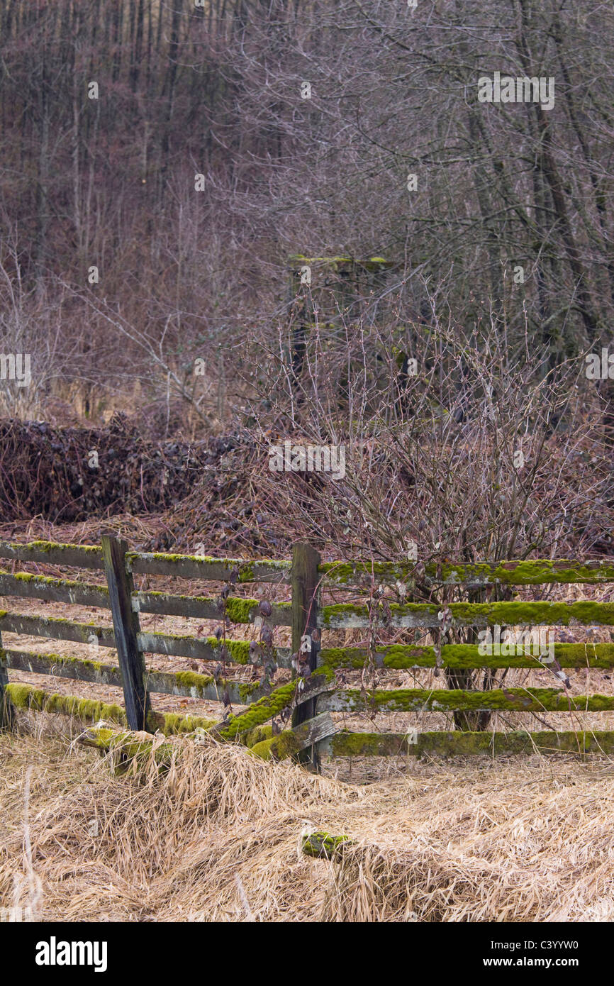 Moss covered fence entangled in brambles and tall grass, Colony Farm ...