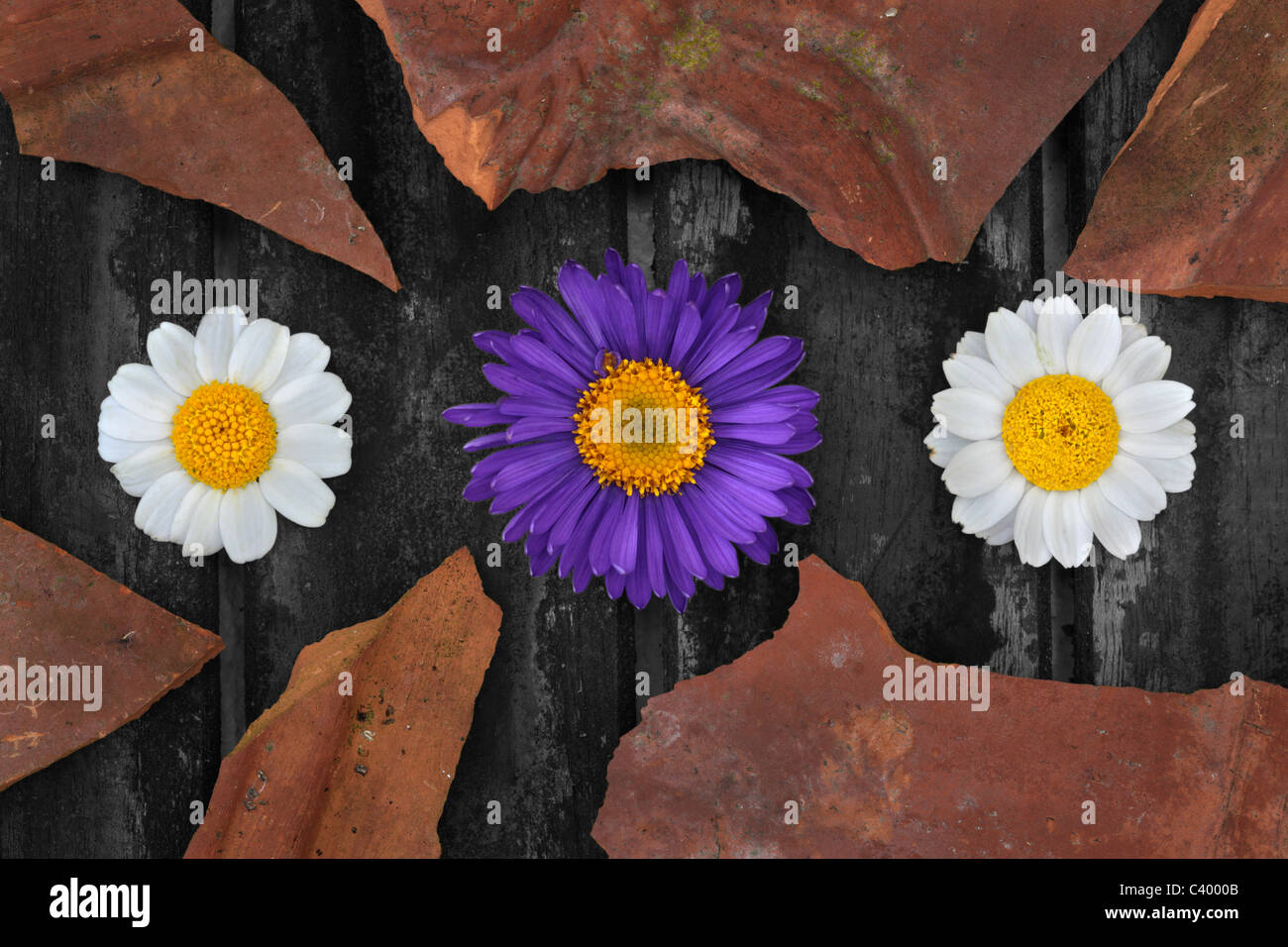 Spring flowers on a weathered garden table Stock Photo - Alamy