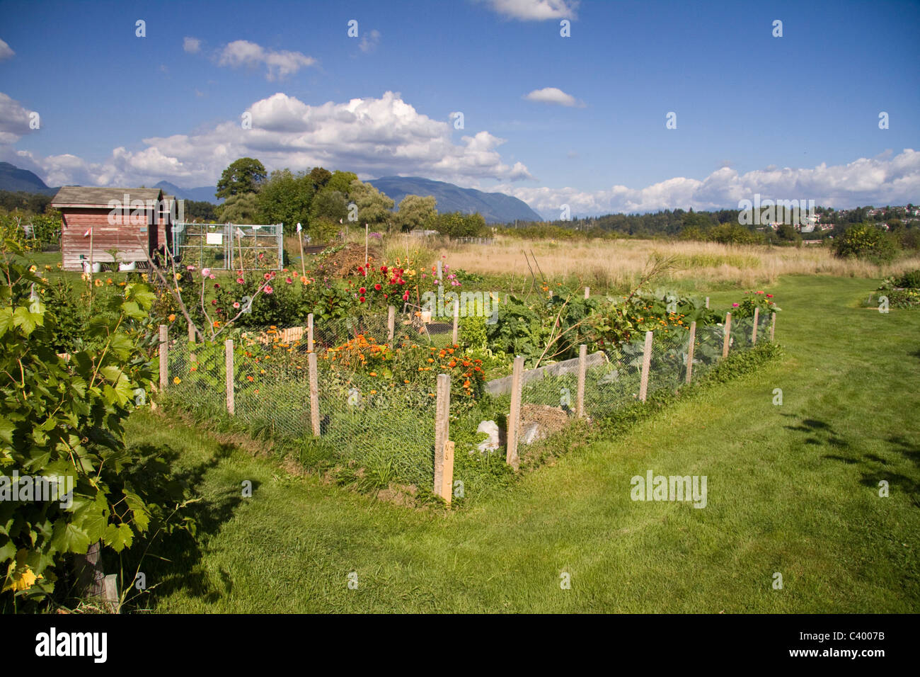Suburban Community Garden with garden sheds, Colony Farm Regional Park ...