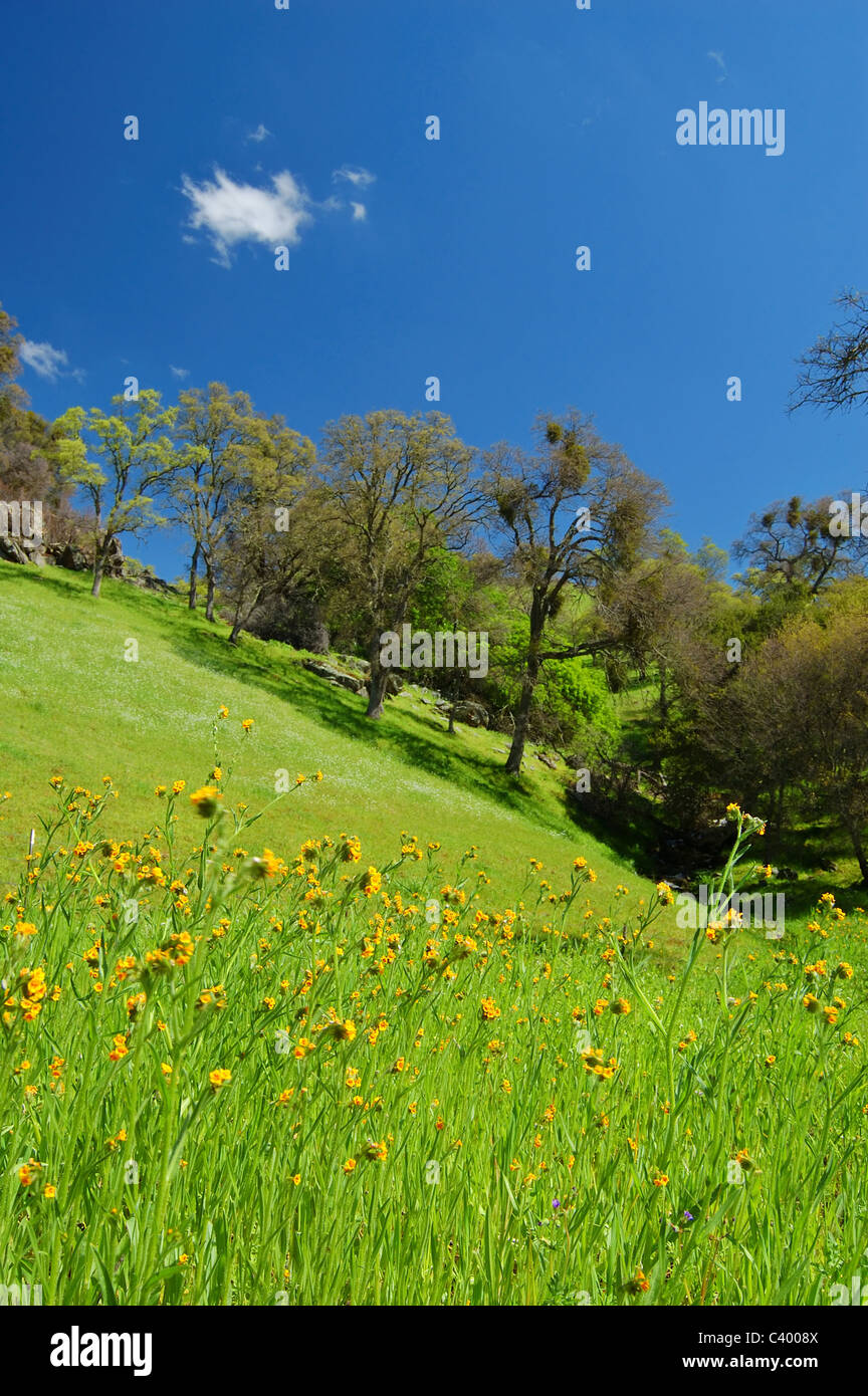 springtime meadow and trees Stock Photo - Alamy