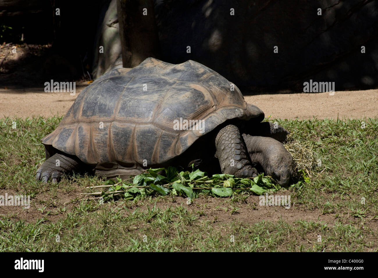 Steve irwinss zoo hi-res stock photography and images - Alamy