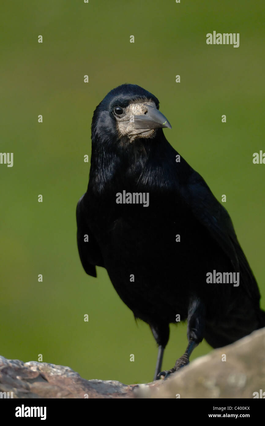 A Rook resting on a rock at Reading services Stock Photo - Alamy