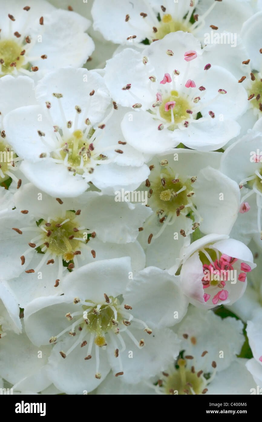 Monognya hi-res stock photography and images - Alamy