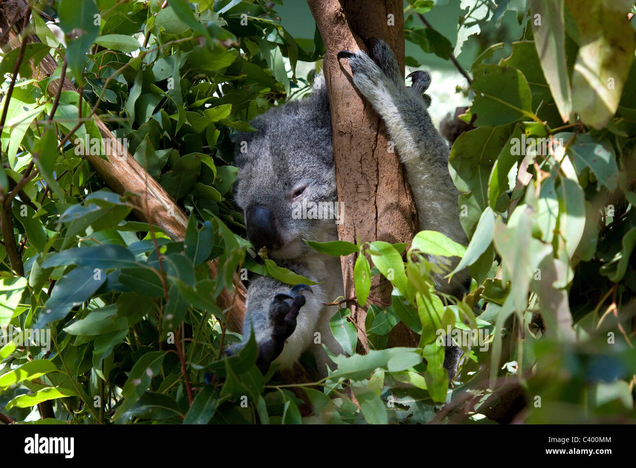 Koala Bear at Steve Irwins's Zoo, Home of the crocodile hunter Stock ...