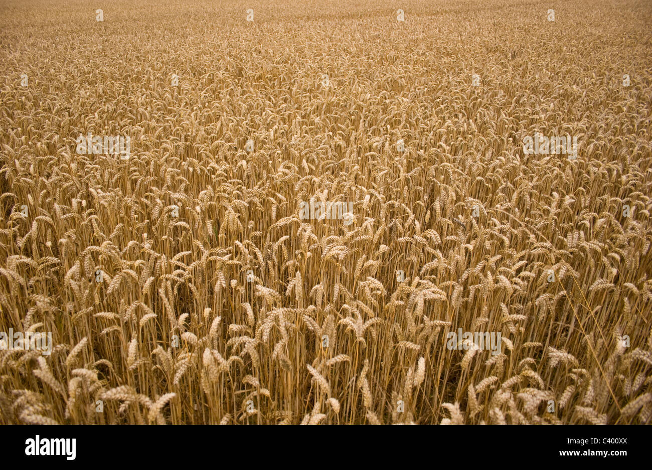 corn field grain crop summer golden ears stem plant cereal harvest ...