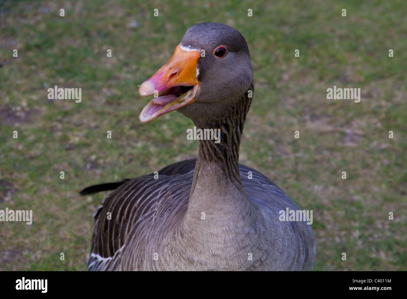 Angry goose hi-res stock photography and images - Alamy