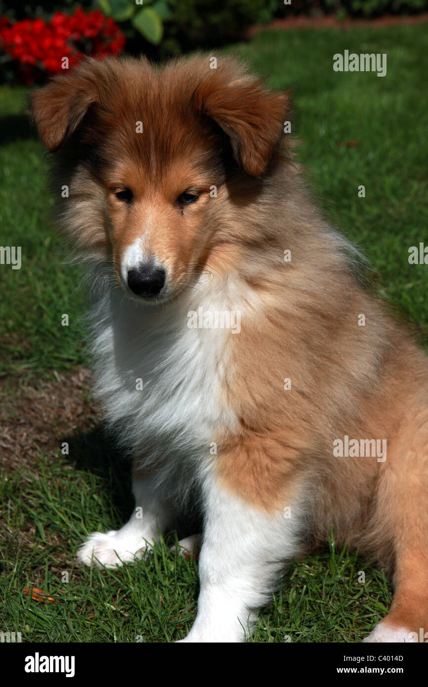 Rough Haired Stock Photos & Rough Haired Stock Images - Alamy
