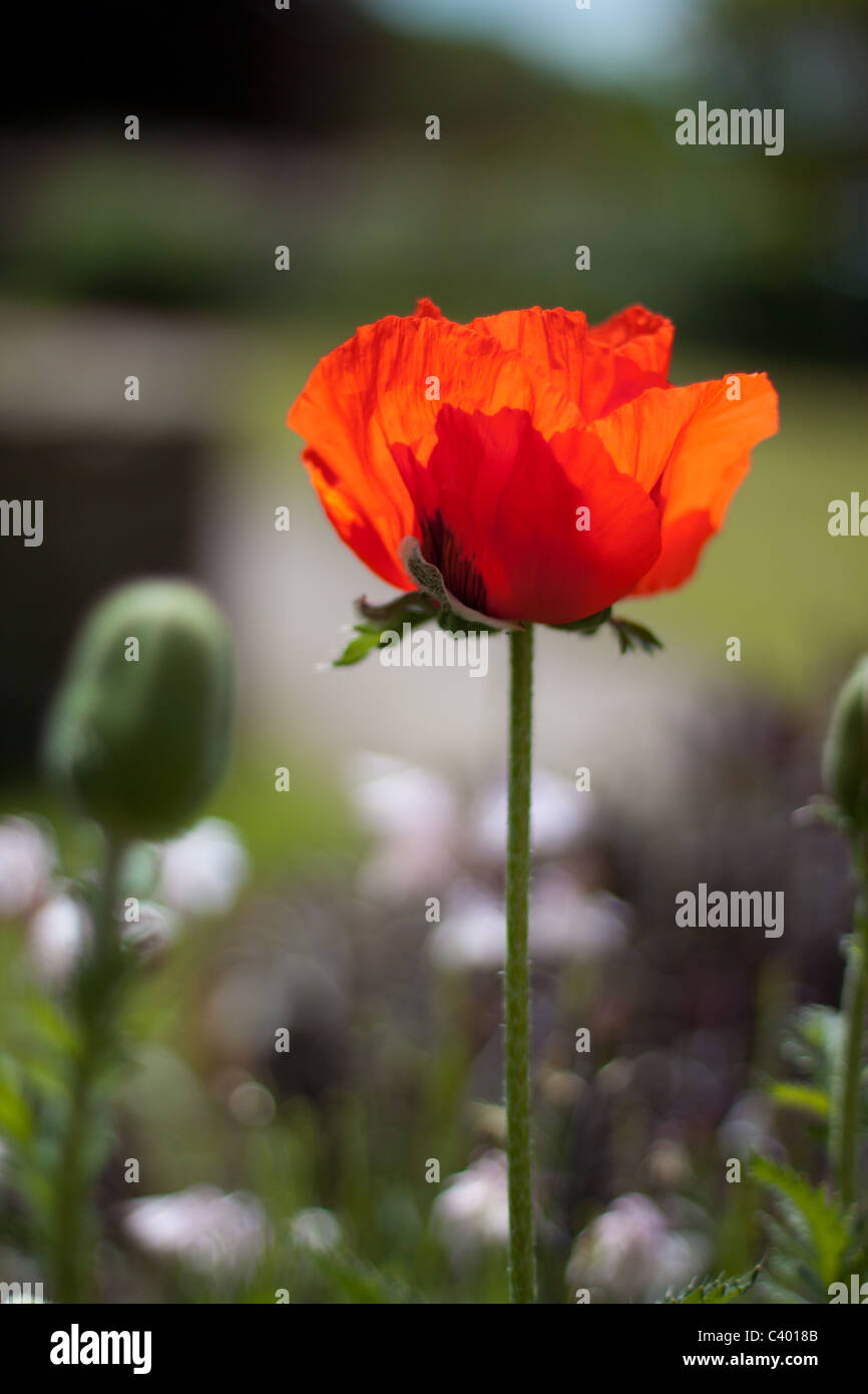 Poppy bud hi-res stock photography and images - Alamy