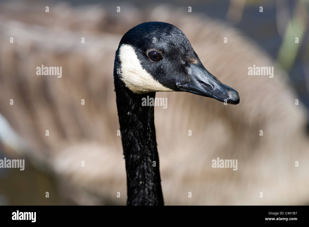 Canada goose bird hi-res stock photography and images - Alamy