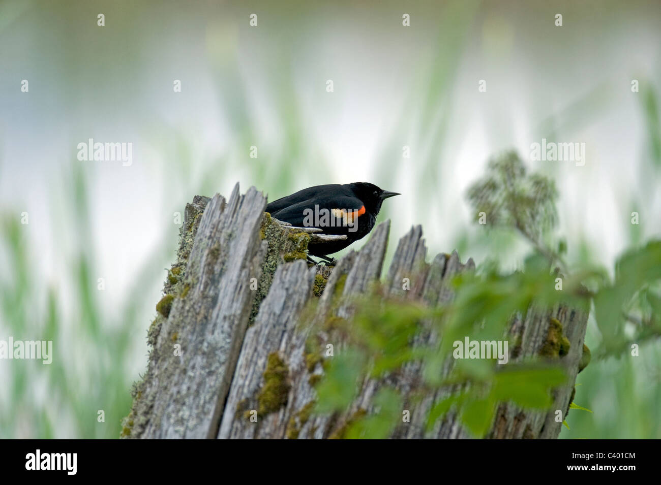 Black bird sitting hidden in the tree Stock Photo - Alamy