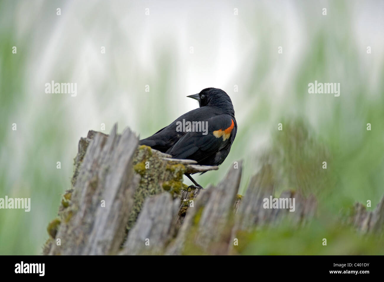 Black bird sitting in the tree Stock Photo - Alamy