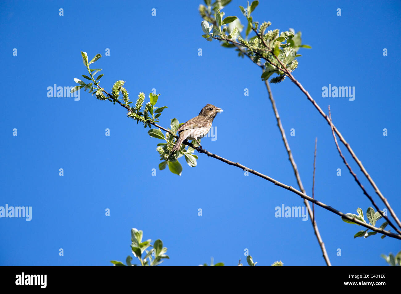 A bird resting on the tree Stock Photo - Alamy