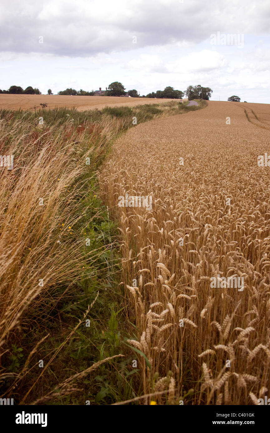 Grain britain hi-res stock photography and images - Alamy