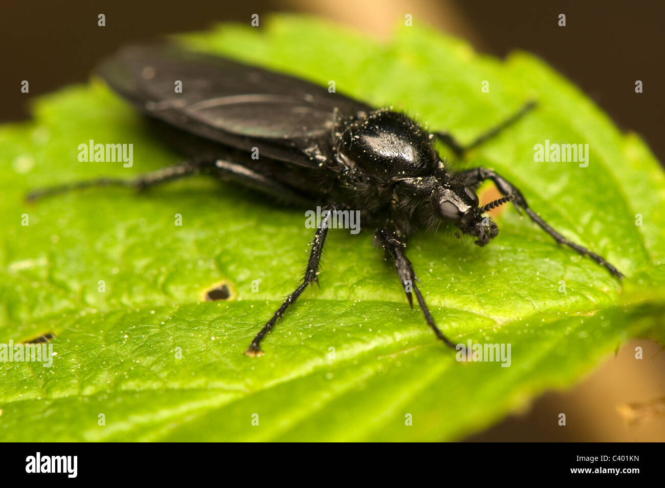 Bibio marci (bibionidae) hi-res stock photography and images - Alamy
