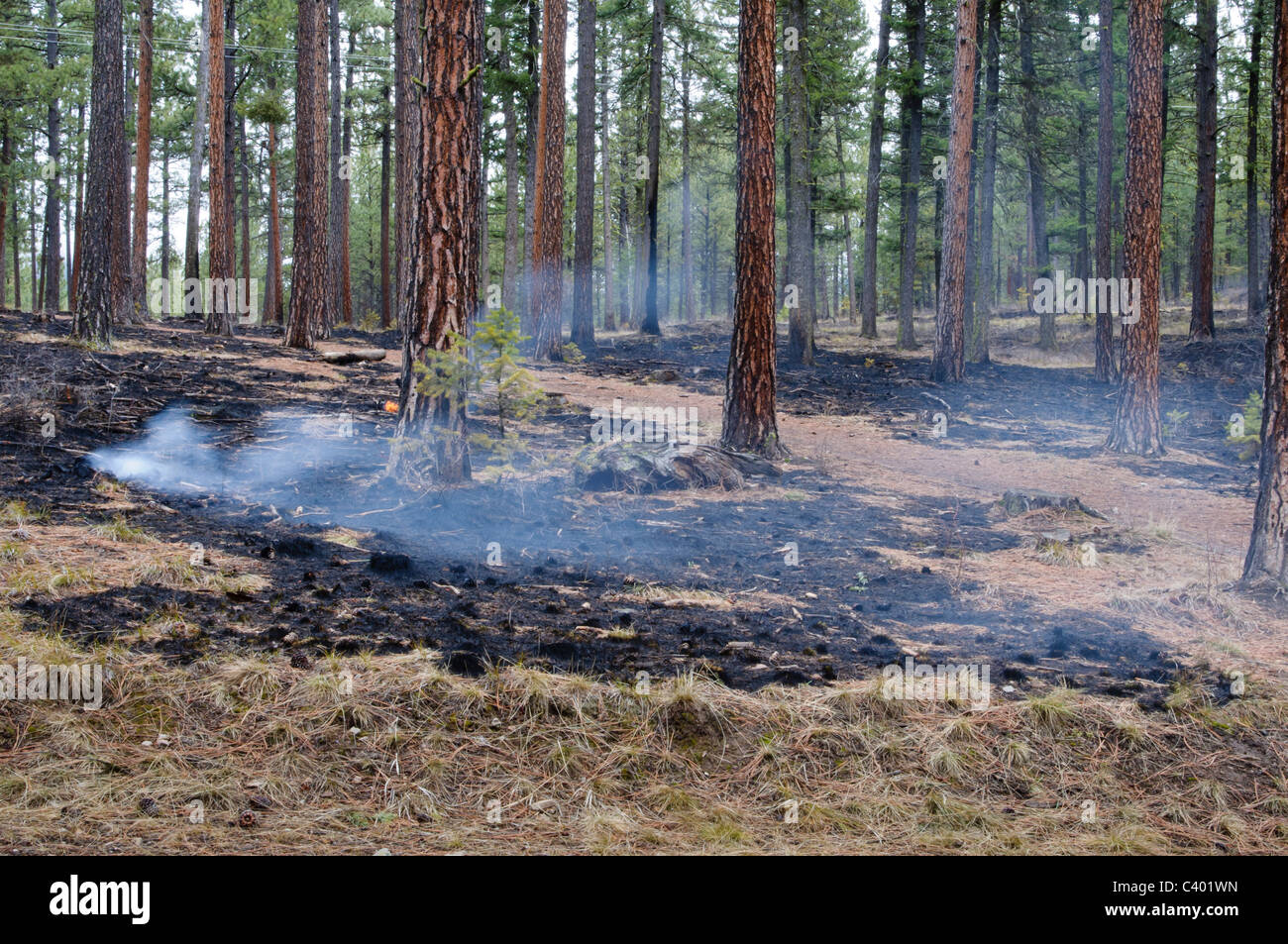 A controlled burn still smolders the next day in Missoula Montana Stock ...
