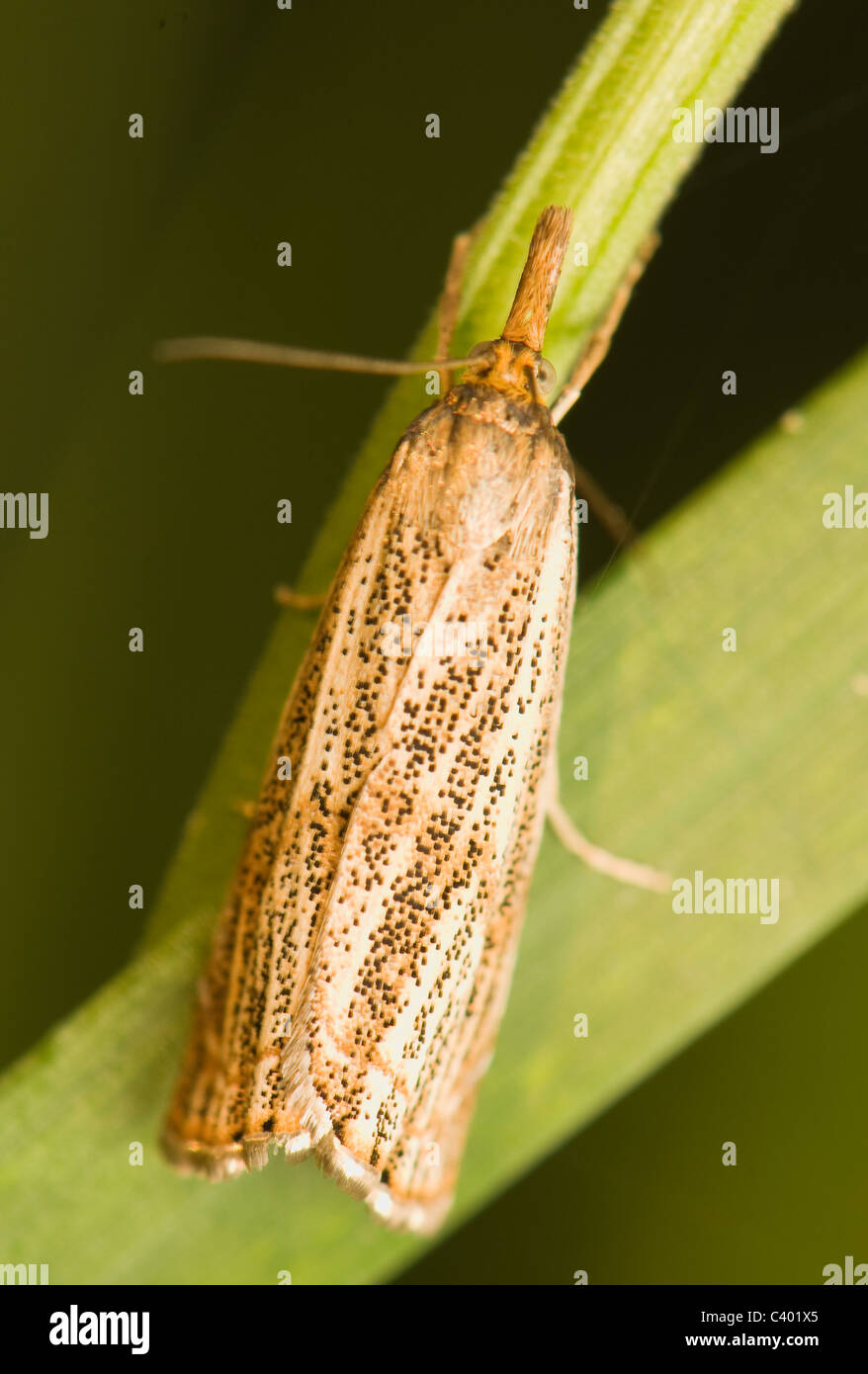 Close up nose moth antenna hi-res stock photography and images - Alamy