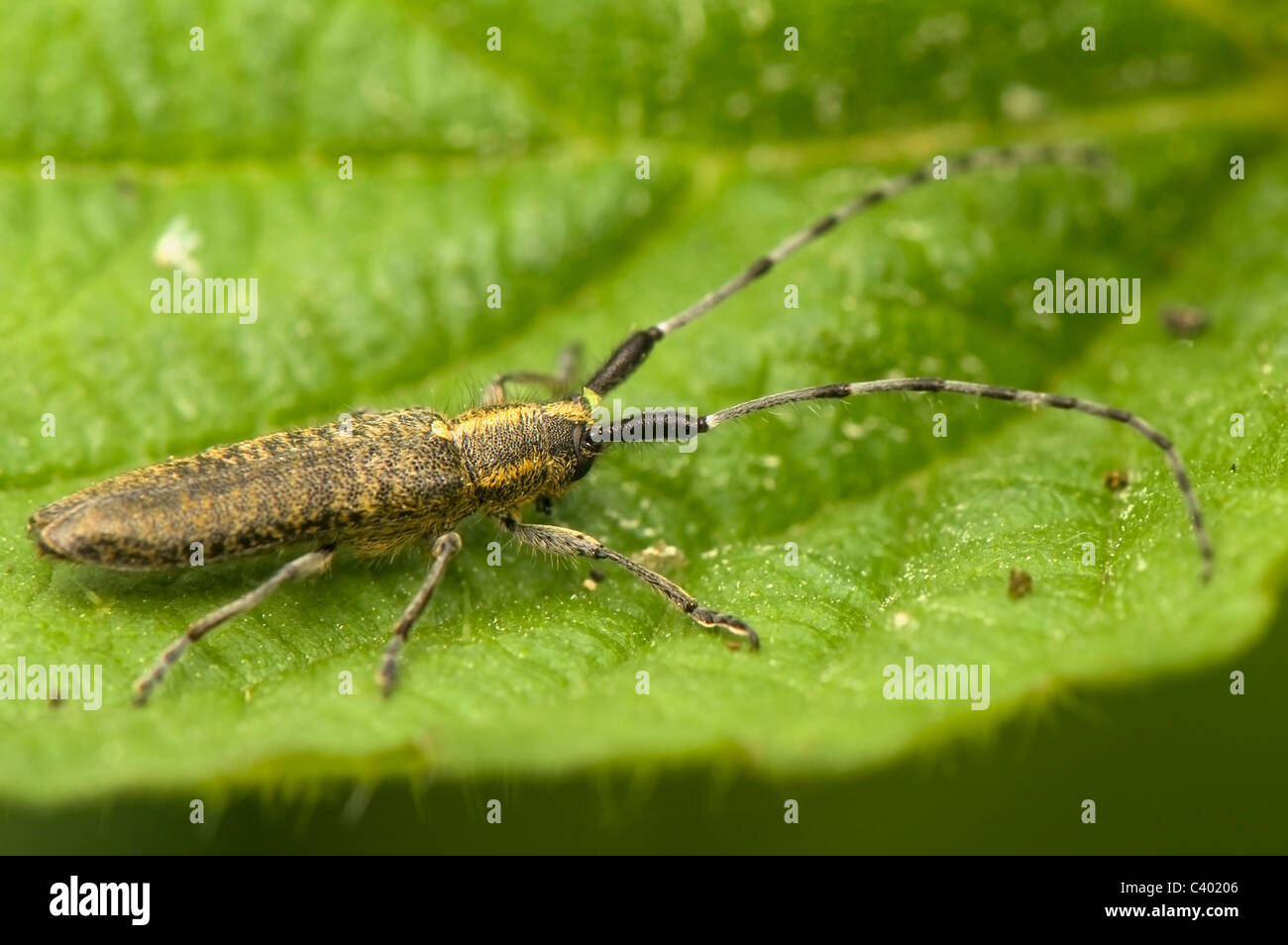 Spider worm hi-res stock photography and images - Alamy