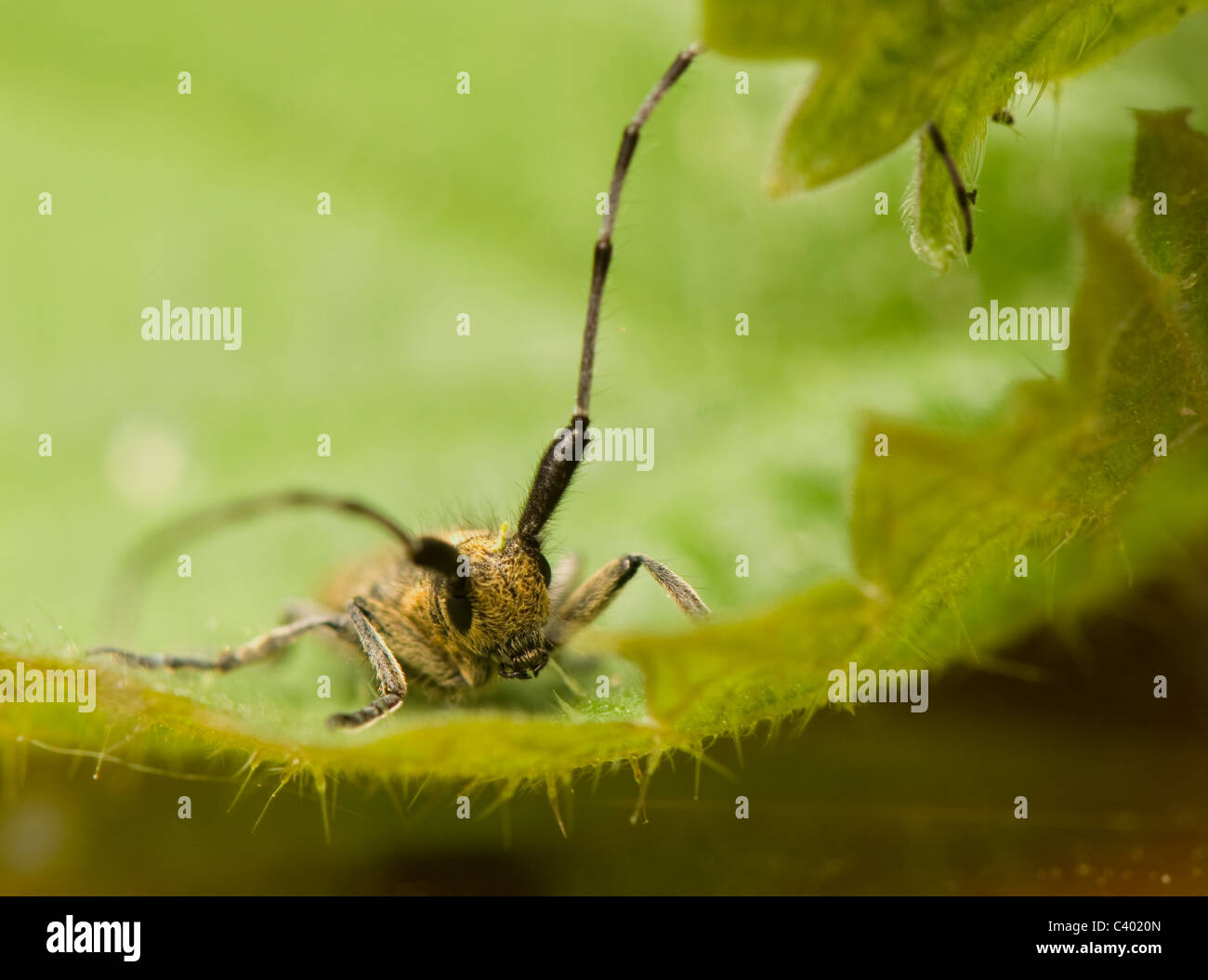 Spider worm hi-res stock photography and images - Alamy