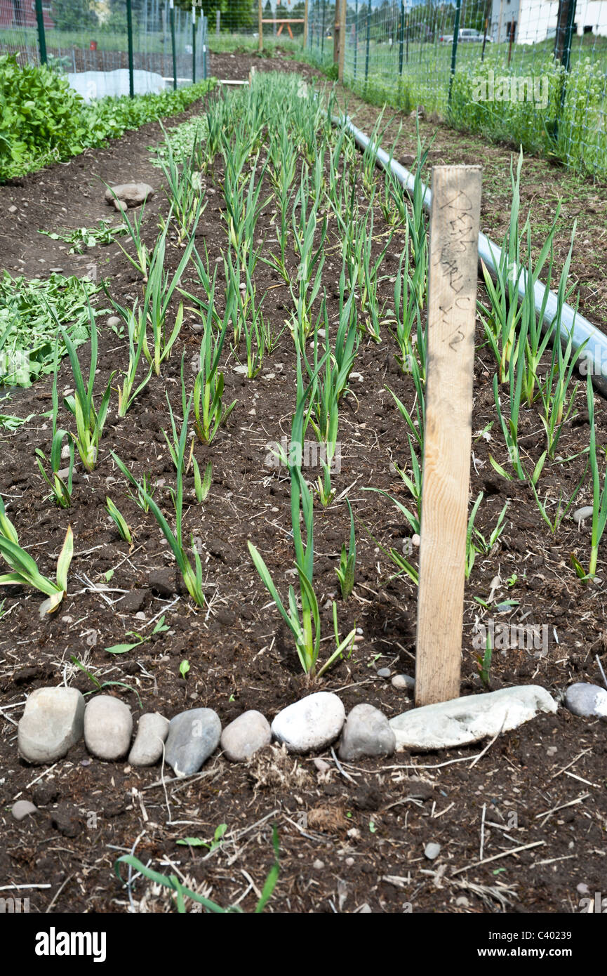 Garlic sign hi-res stock photography and images - Alamy