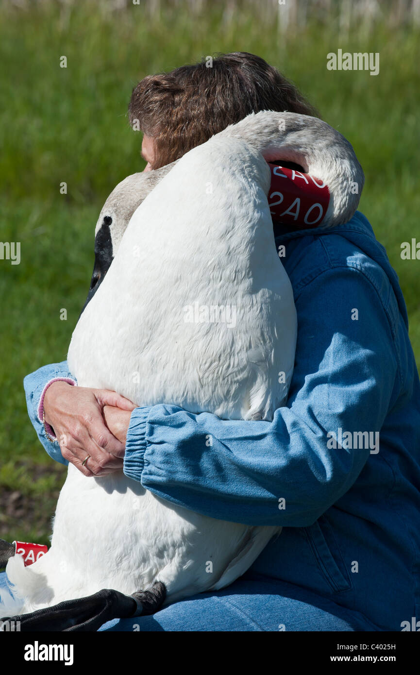 Female volunteer holding Trumpeter Swan before release in Montana. This ...