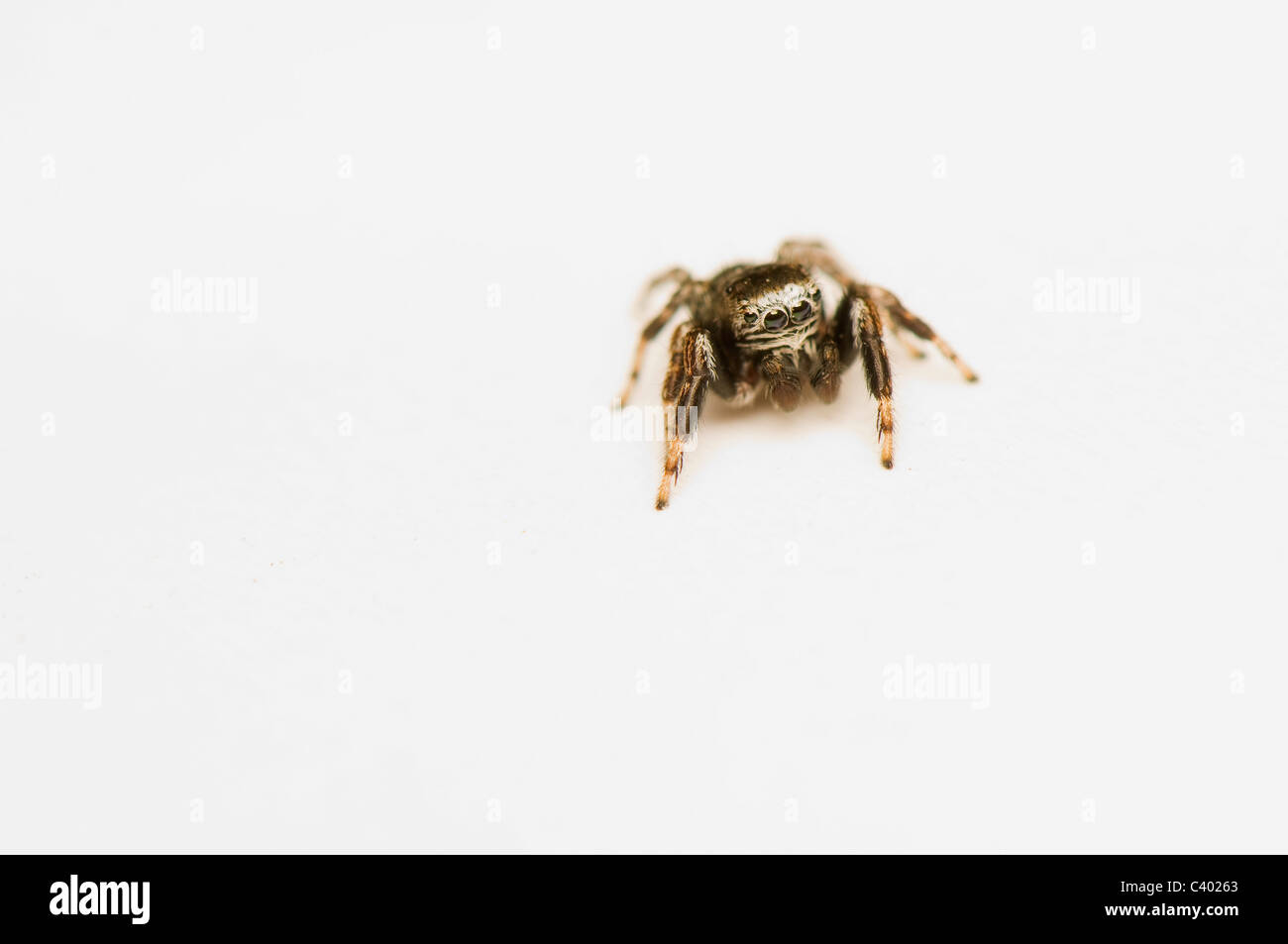 Metallic jumping spider hi-res stock photography and images - Alamy