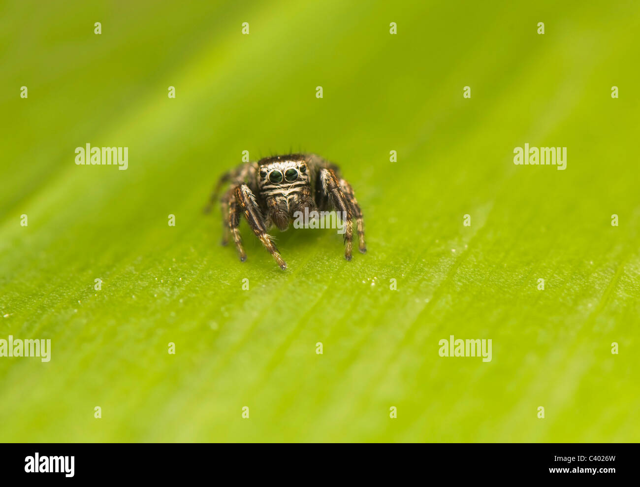 Blue fang jumping spider hi-res stock photography and images - Alamy