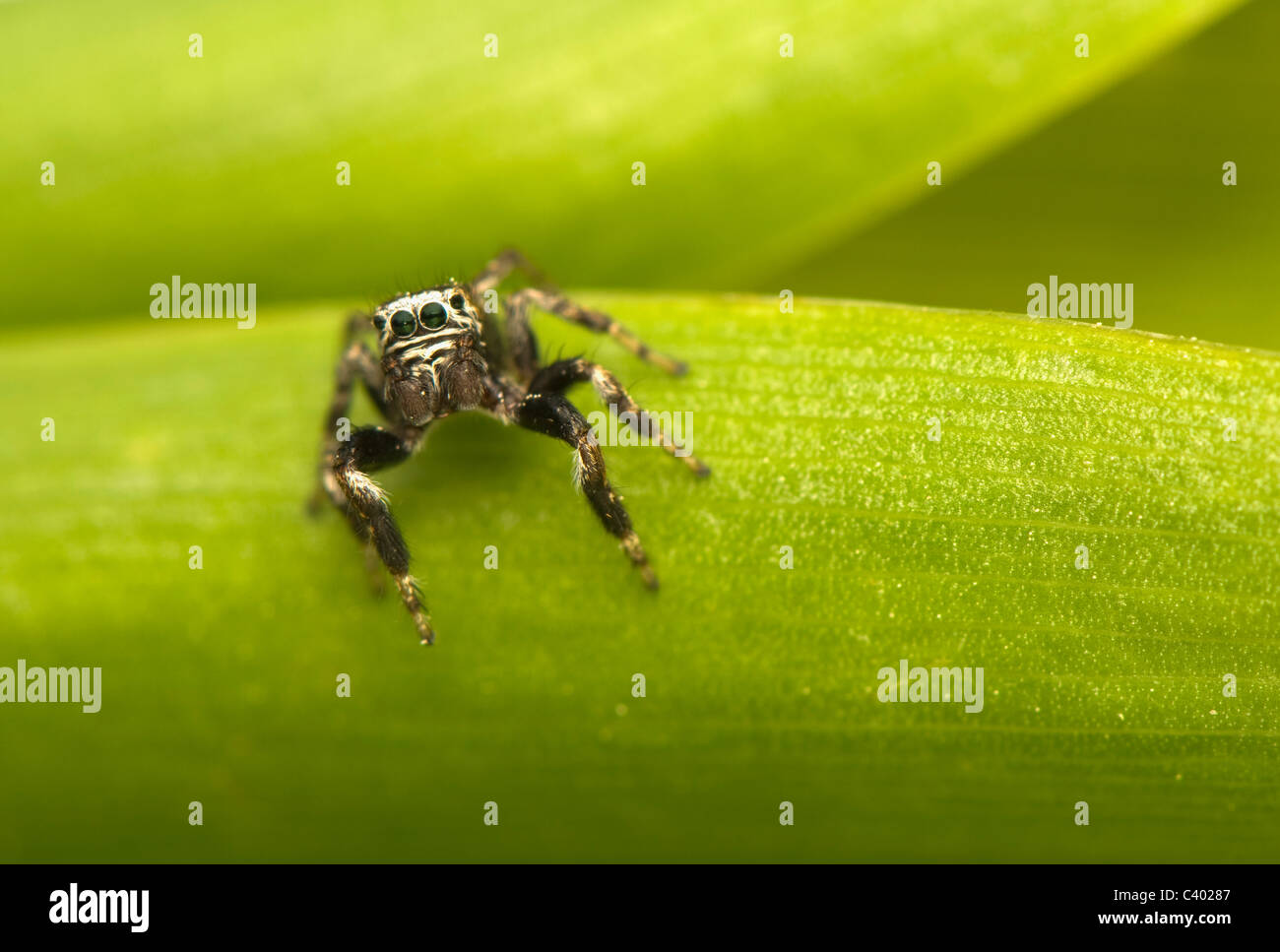 Blue fang jumping spider hi-res stock photography and images - Alamy