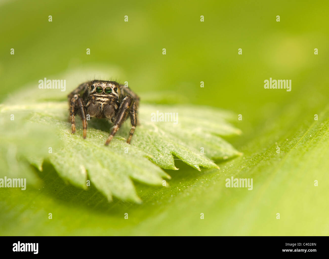 Blue fang jumping spider hi-res stock photography and images - Alamy