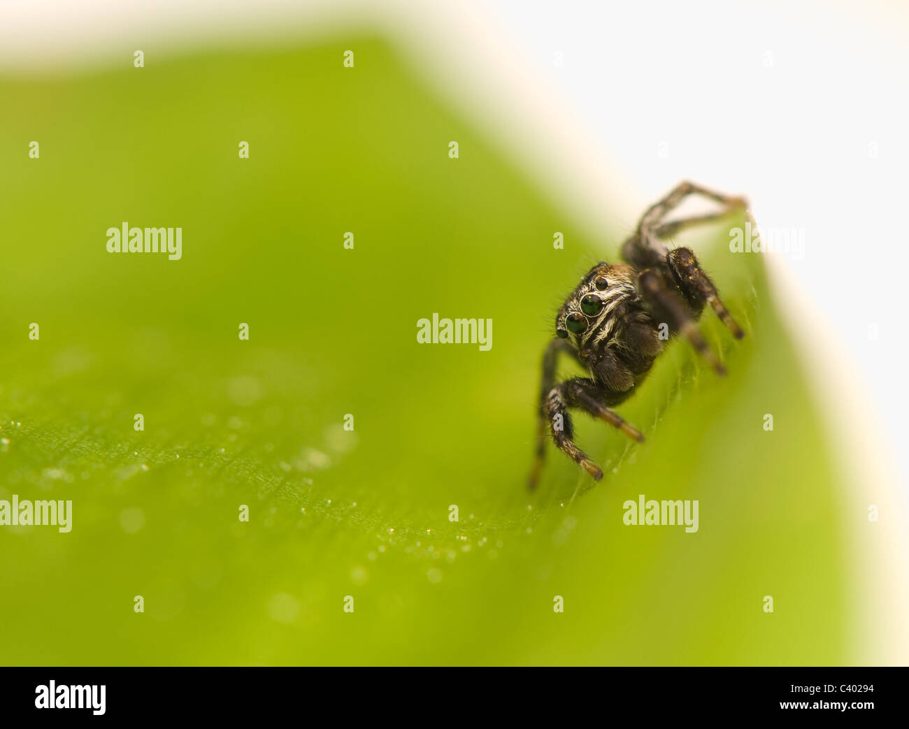 Metallic jumping spider hi-res stock photography and images - Alamy