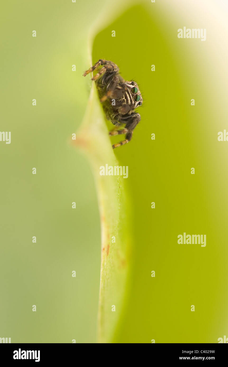 Metallic jumping spider hi-res stock photography and images - Alamy