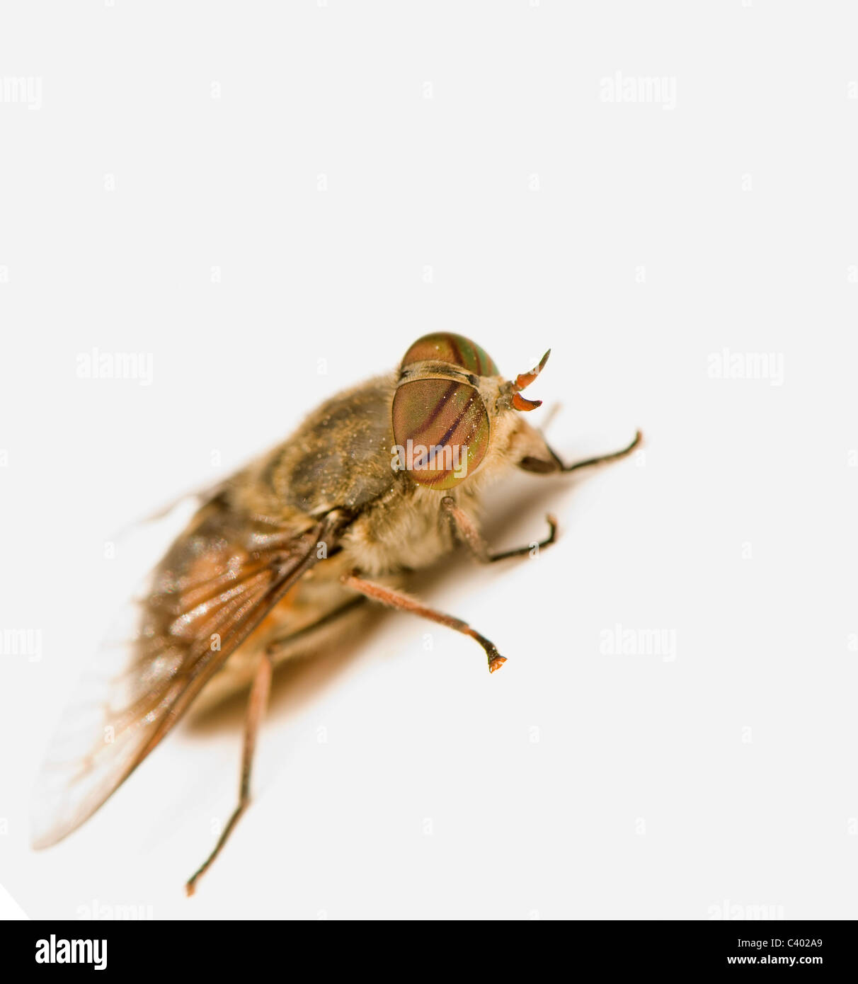 Big house fly wings close hi-res stock photography and images - Alamy