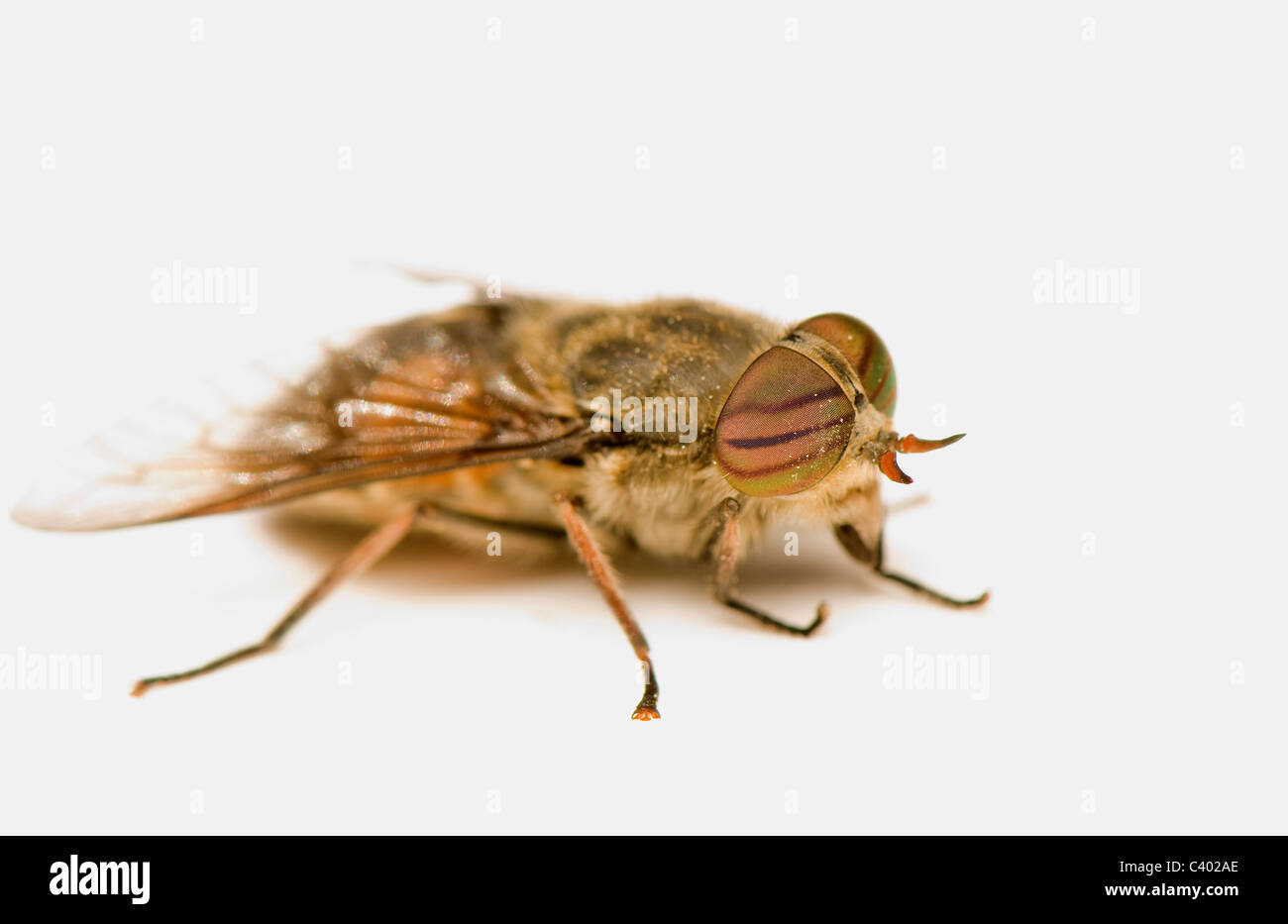 Flap your wings and fly hi-res stock photography and images - Alamy