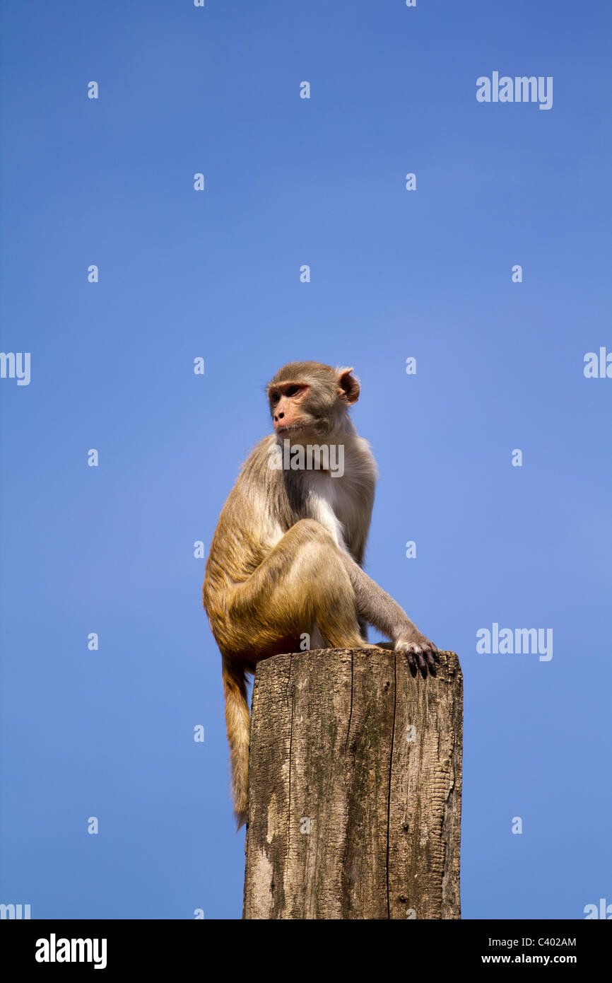 Animal monkey hi-res stock photography and images - Alamy