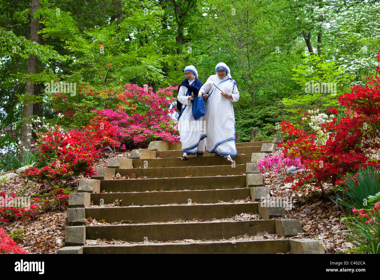 Azeleas at the U.S. National Arboretum, Washington DC Stock Photo - Alamy