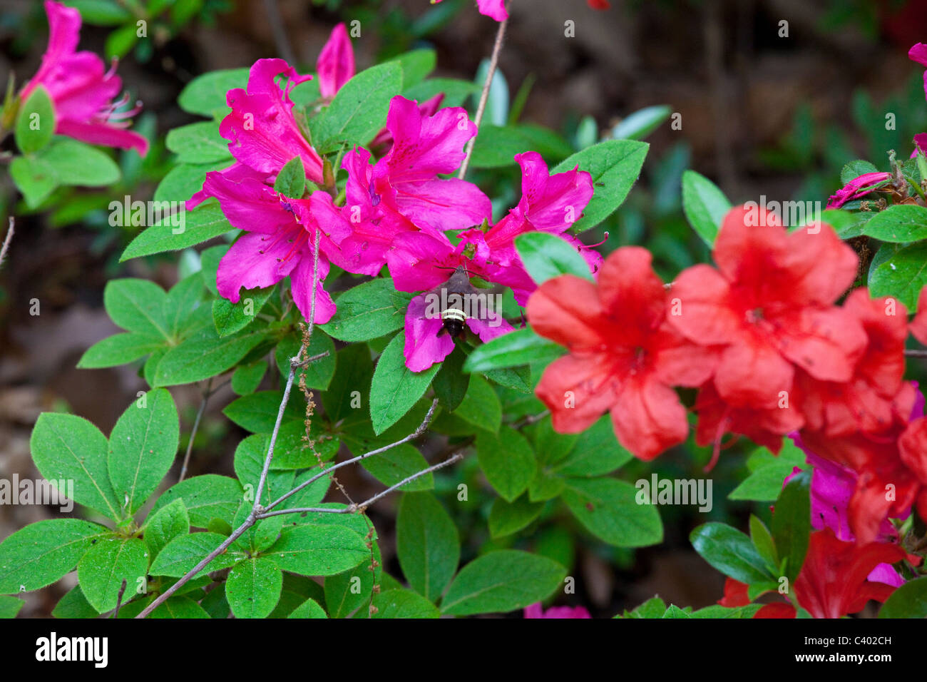 Azeleas at the U.S. National Arboretum, Washington DC Stock Photo - Alamy