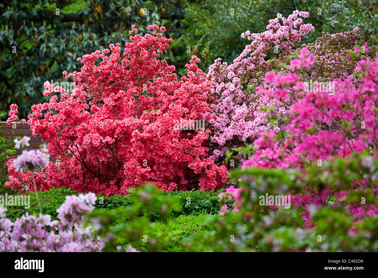 Azeleas at the U.S. National Arboretum, Washington DC Stock Photo - Alamy