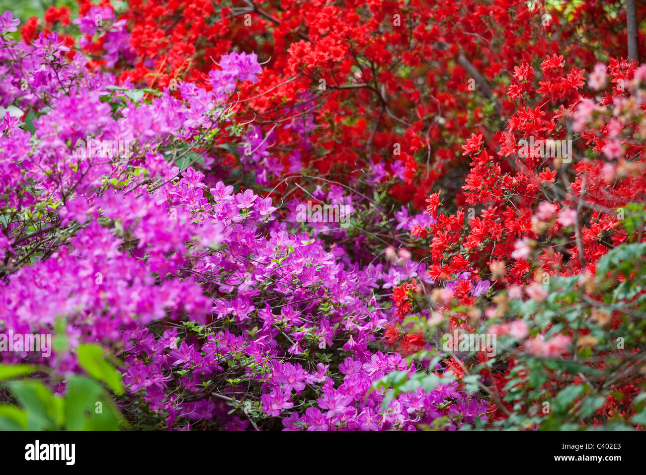 Azeleas at the U.S. National Arboretum, Washington DC Stock Photo - Alamy