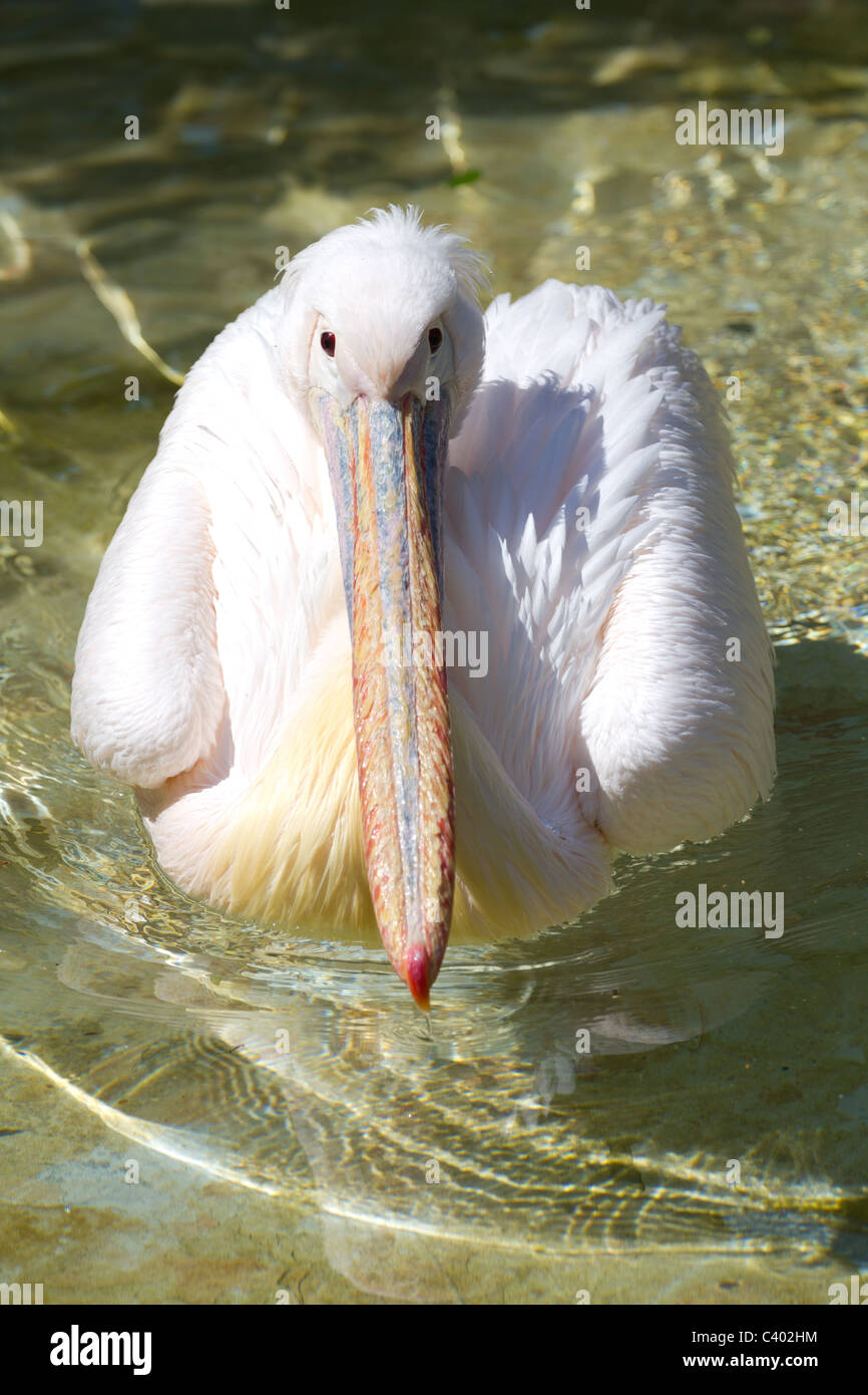 Wildlife pelican bird hi-res stock photography and images - Alamy