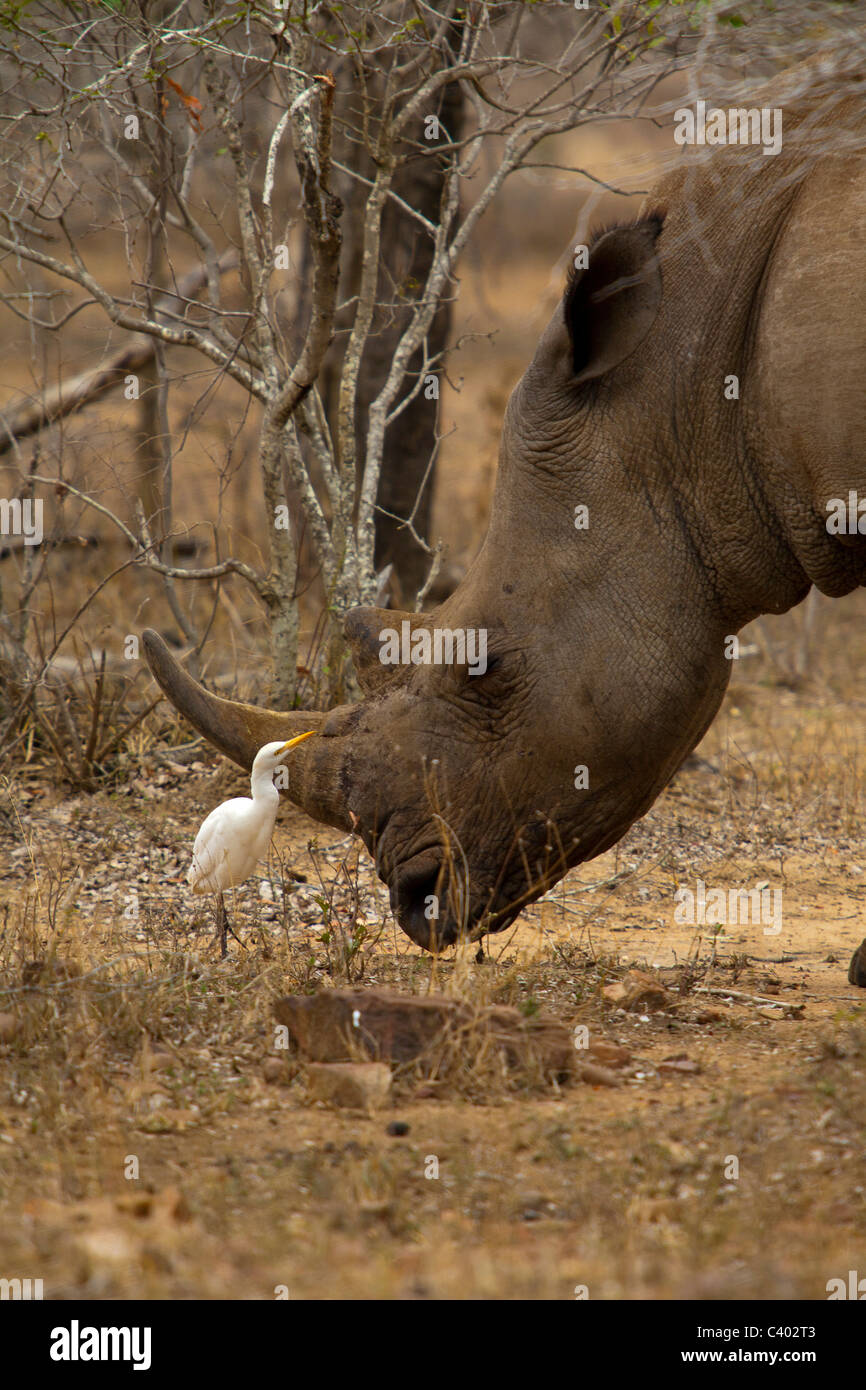 Egret cleaning parasites from a Rhino Stock Photo - Alamy