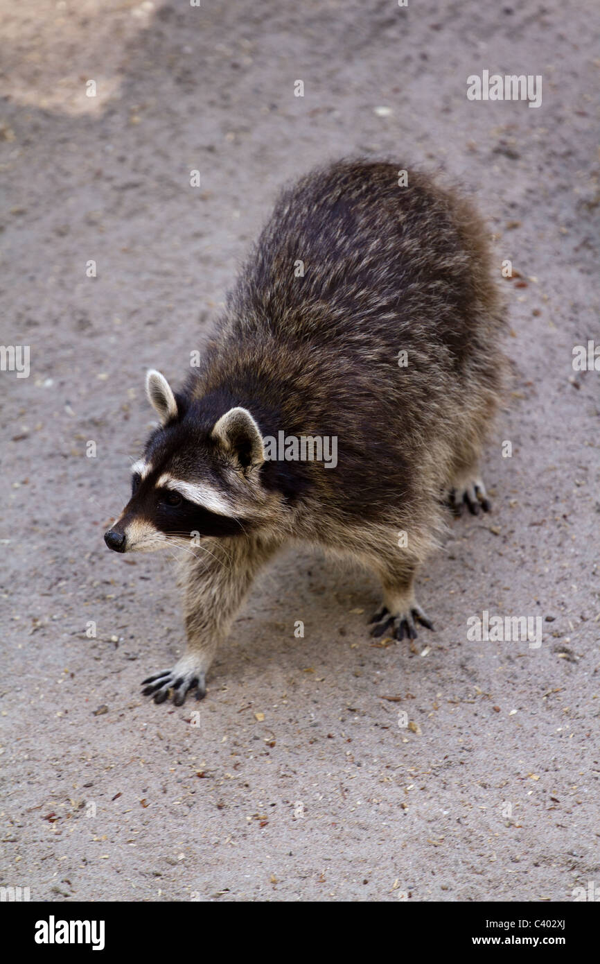 Raccoon animal hi-res stock photography and images - Alamy