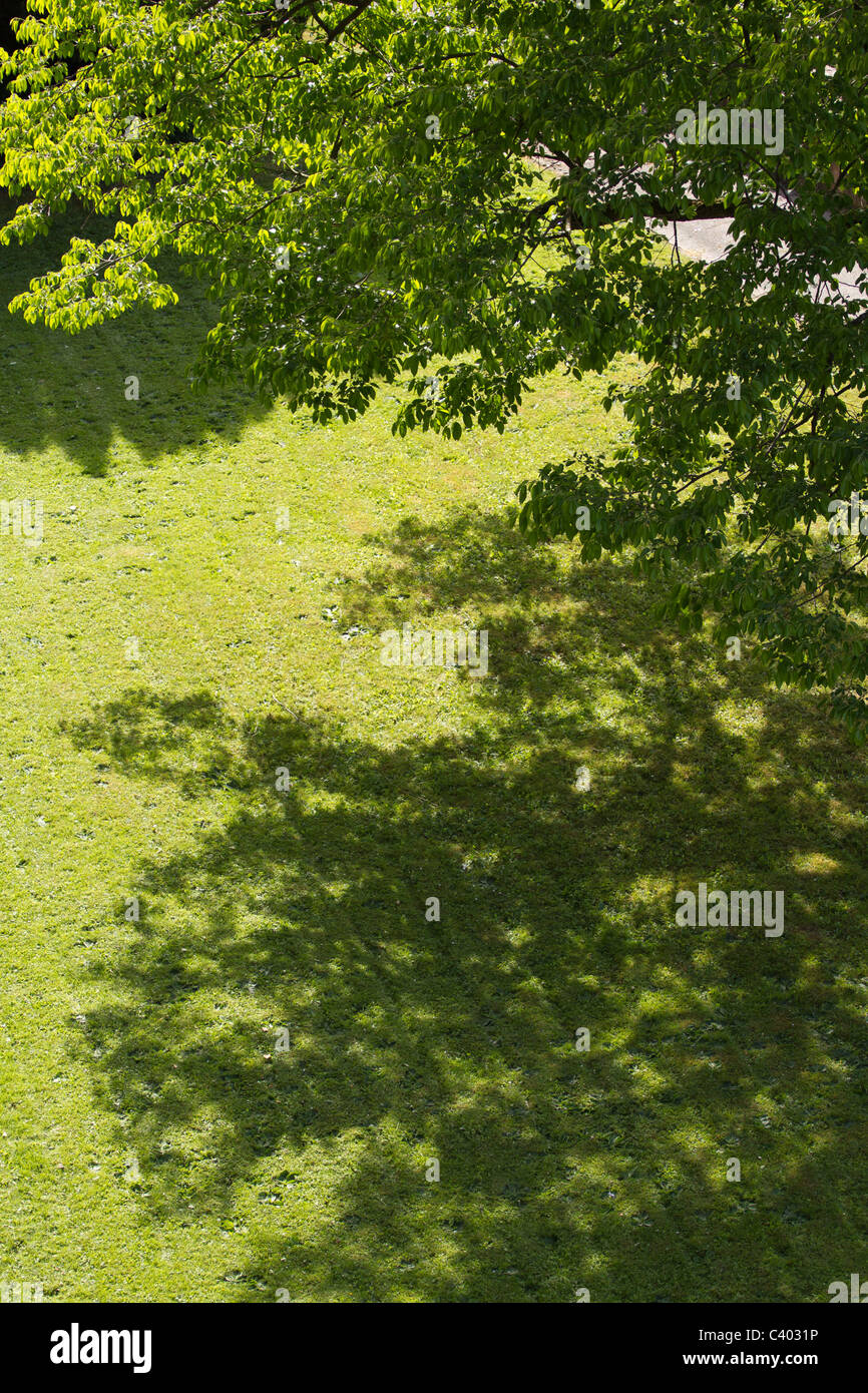 Tree shade hi-res stock photography and images - Alamy