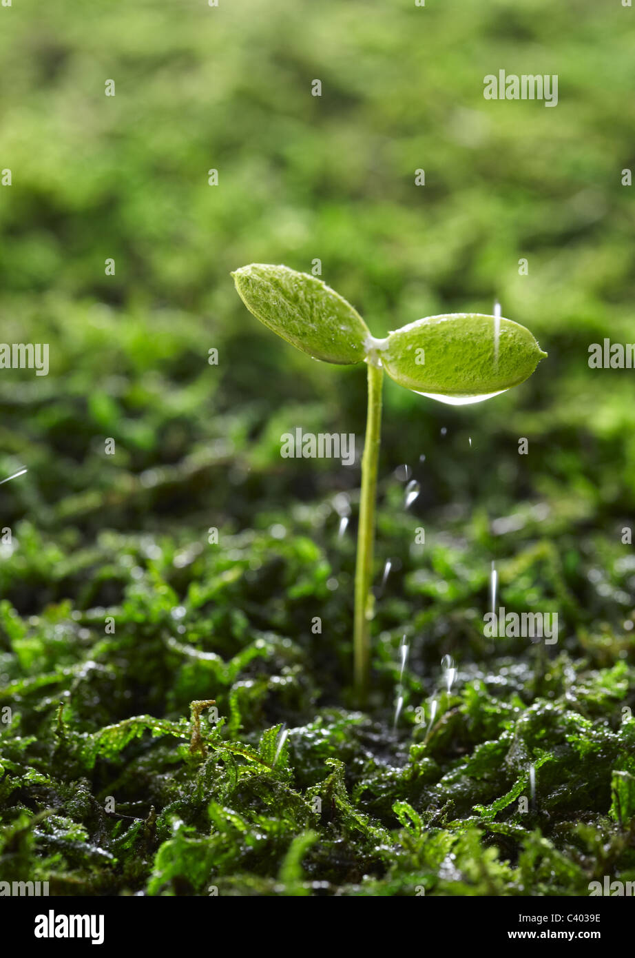 Plant shoots hi-res stock photography and images - Alamy