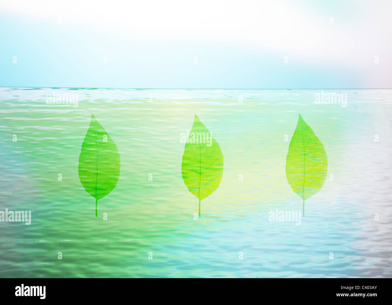Leaves and water surface Stock Photo - Alamy