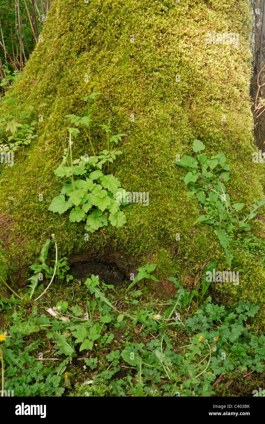 Base of a tree covered with green moss and other vegetation Stock Photo ...