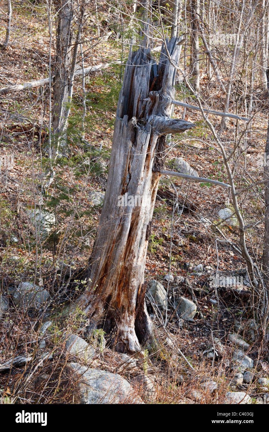 Decaying tree on the river bank Stock Photo - Alamy