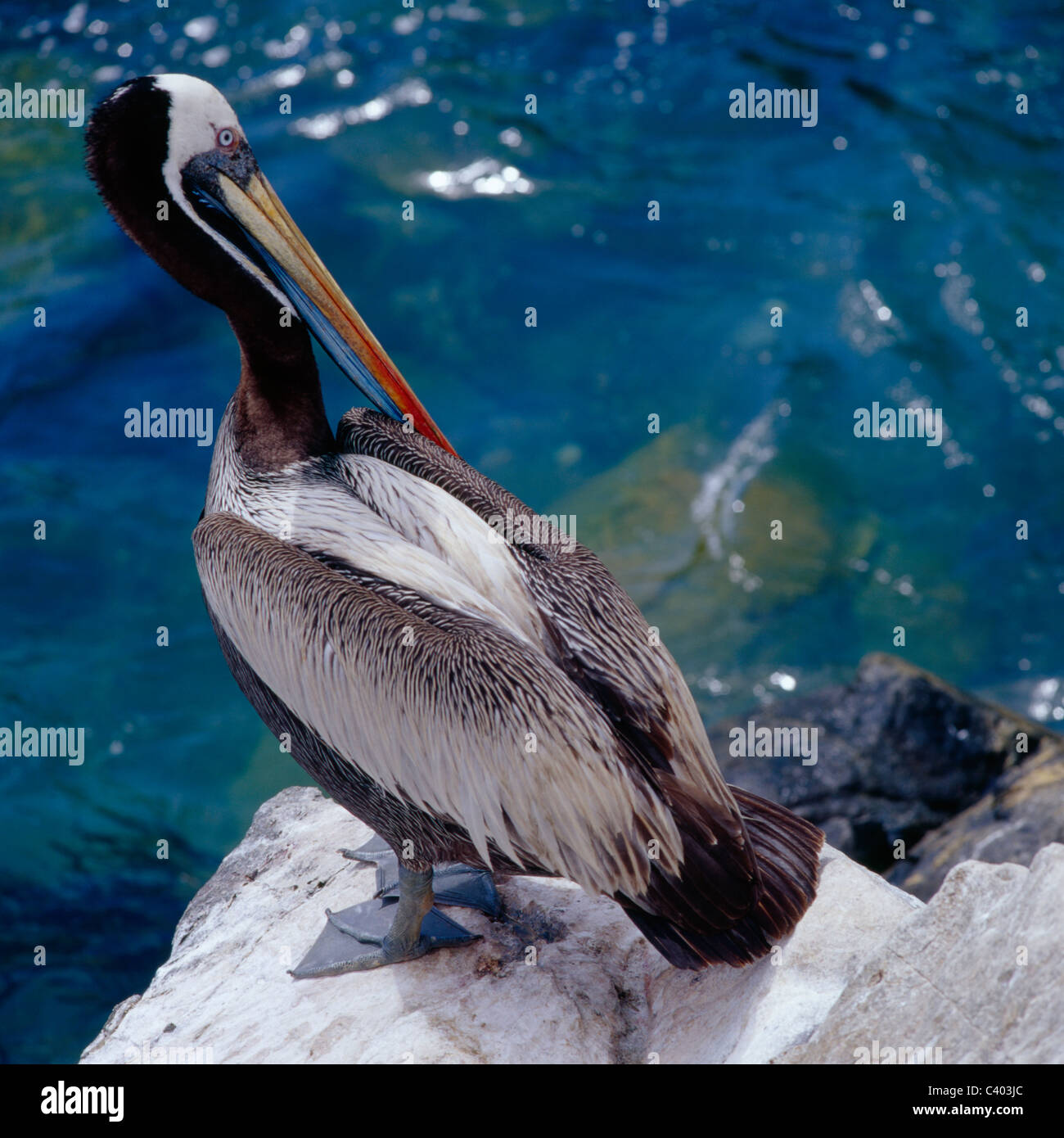 a pelican sunbathing in a summer day on the coast of pacific ocean ...