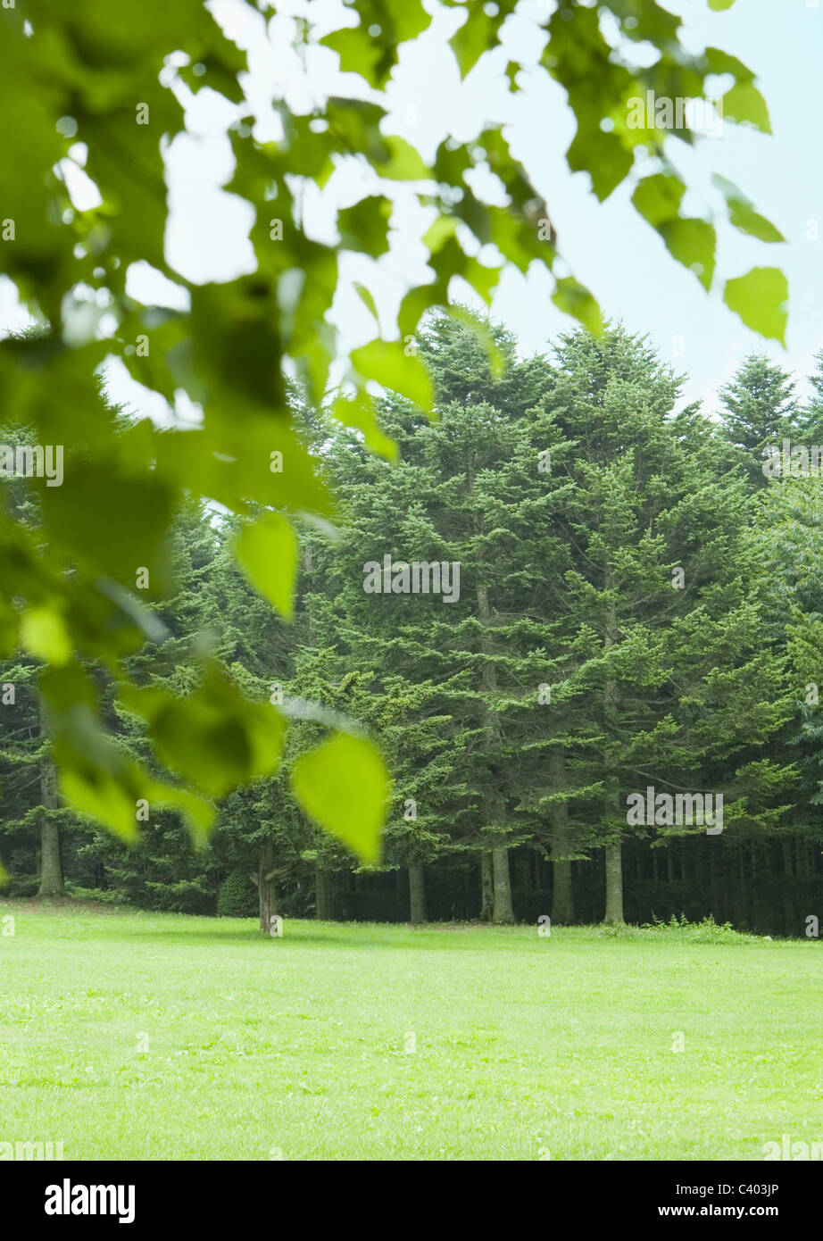 Forest and grass field Stock Photo - Alamy